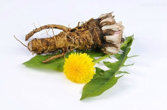 Dandelion Extract Product range Herbal and Botanical Extract Malaysia ...