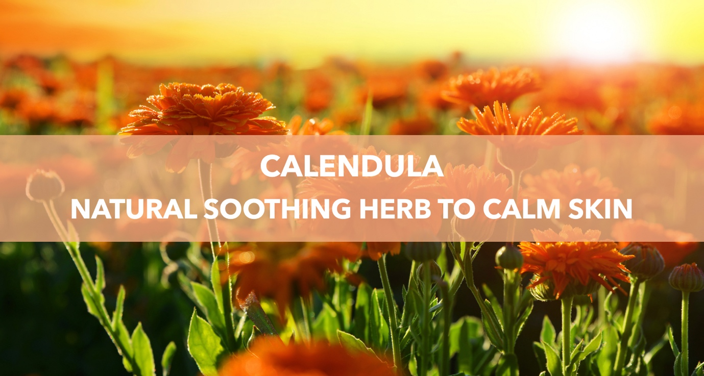 18/1/2023 A Natural Soothing Herb to Calm Skin – Newpages Network Sdn. Bhd.