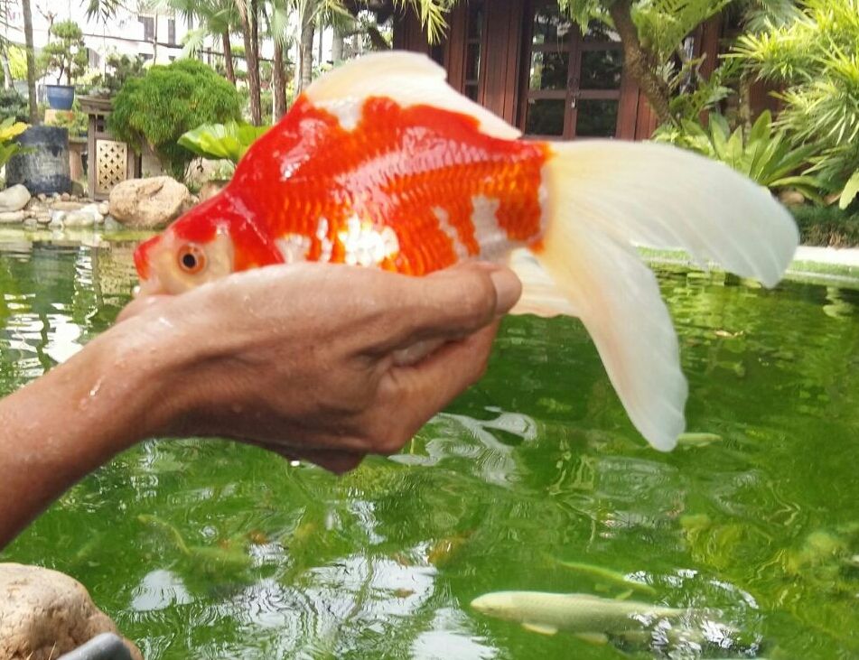 Tamasaba Gold fish from Japan 24.03.2016 Johor Bahru (JB), Malaysia ...