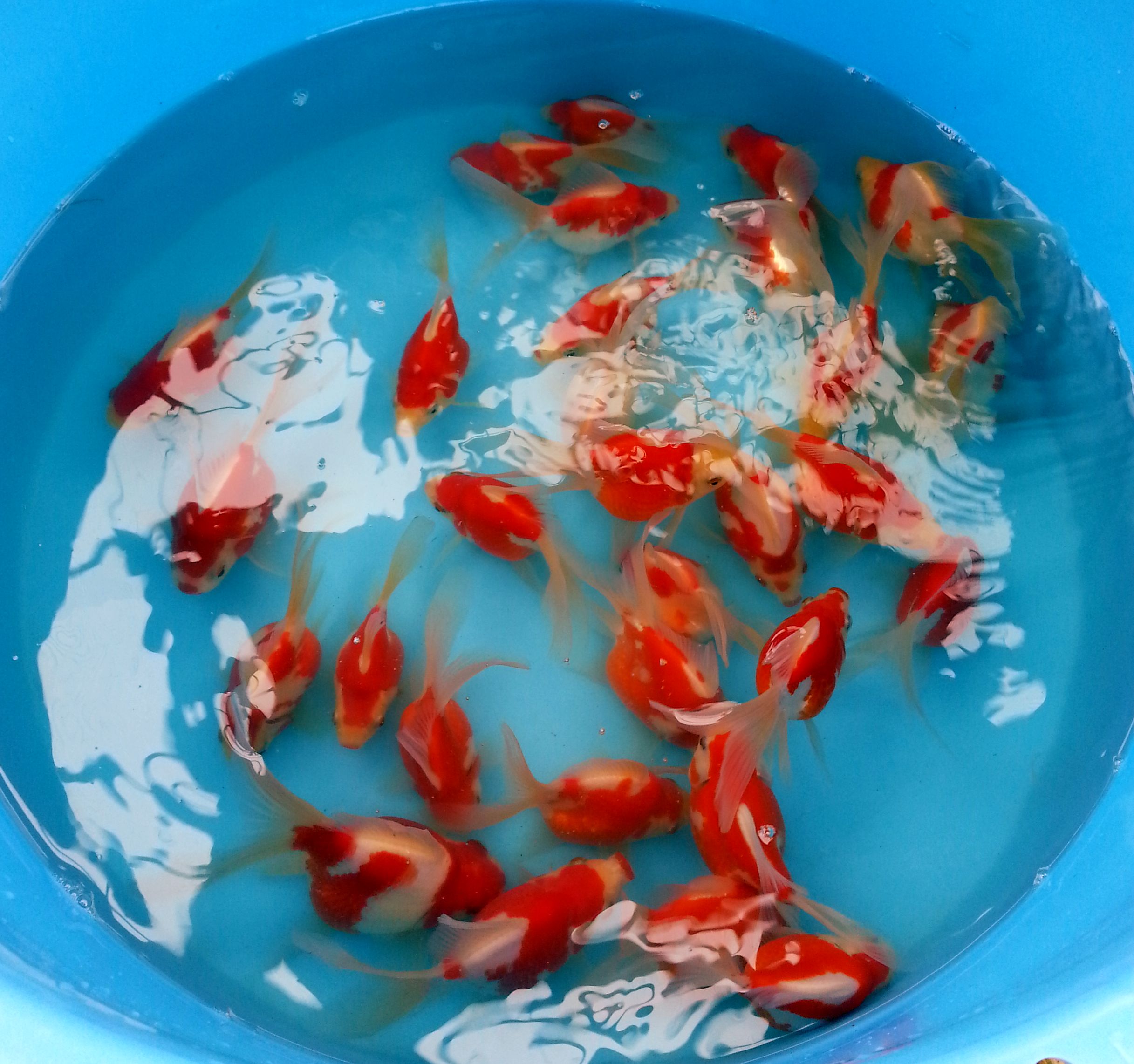 Tamasaba Gold fish from Japan 24.03.2016 Johor Bahru (JB), Malaysia ...