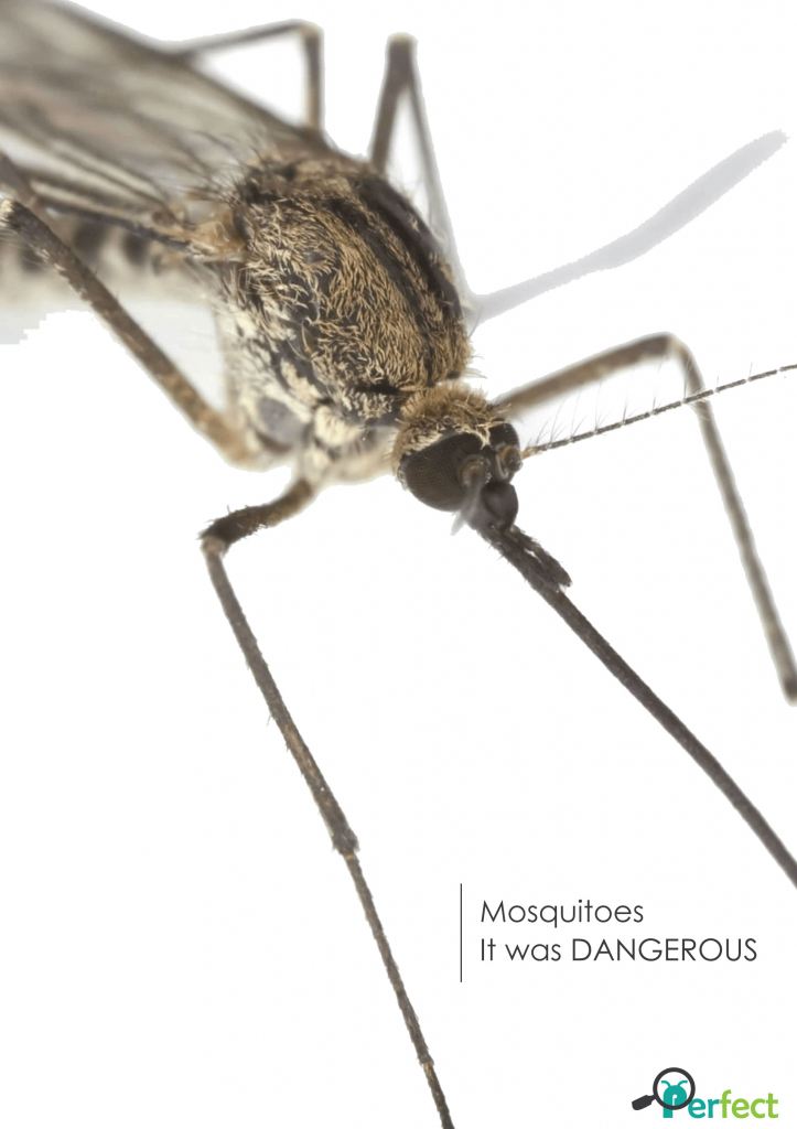 mosquitoes,squito,snd_大山谷图库